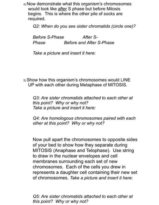 ACTIVITY #1: CELL DIVISION SIMULATION Introduction | Chegg.com