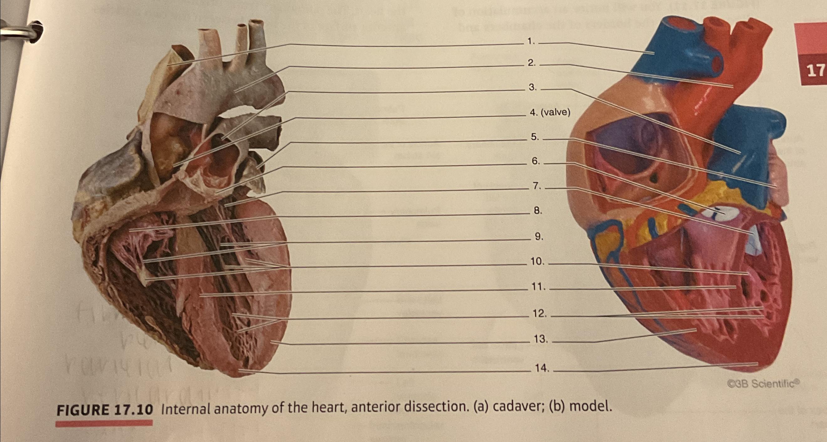 Solved (valve)FIGURE 17.10 ﻿Internal anatomy of the heart, | Chegg.com