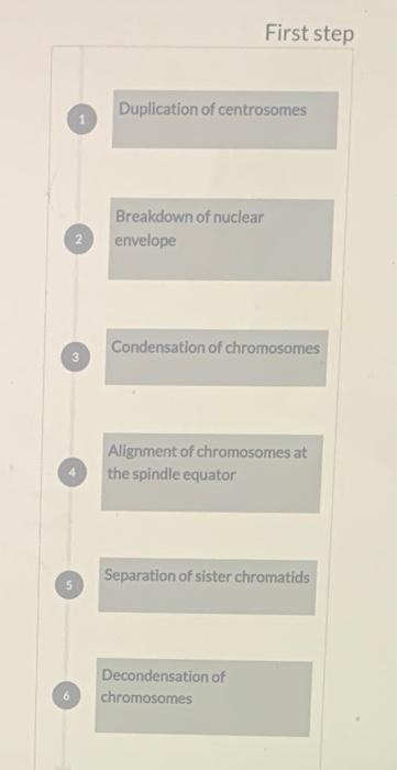 Solved First step Duplication of centrosomes Breakdown of | Chegg.com