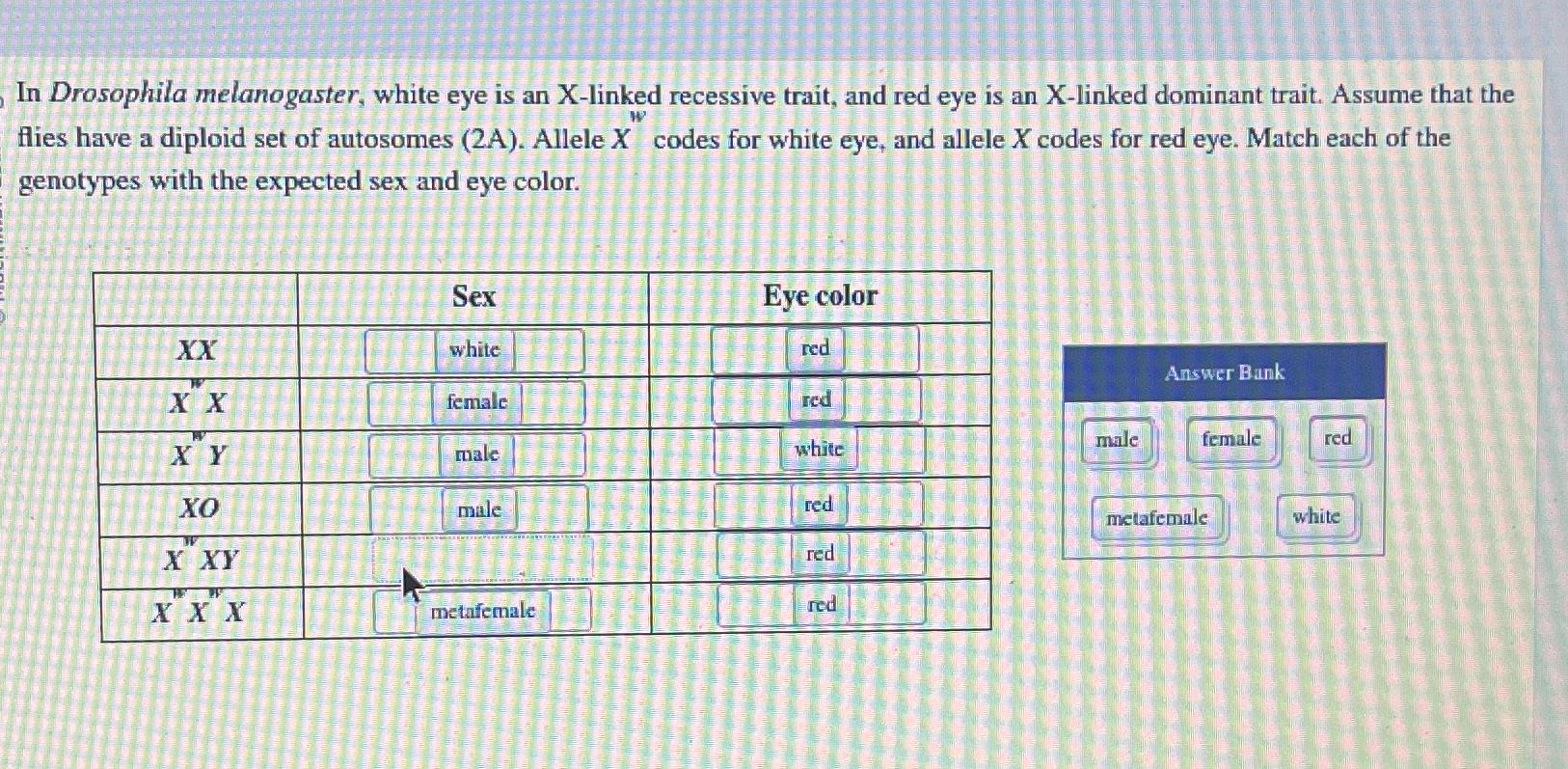 Solved In Drosophila melanogaster, white eye is an X-linked | Chegg.com