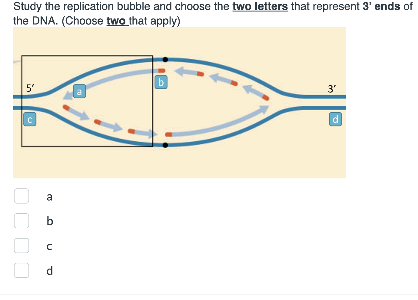 Solved Study the replication bubble and choose the two | Chegg.com