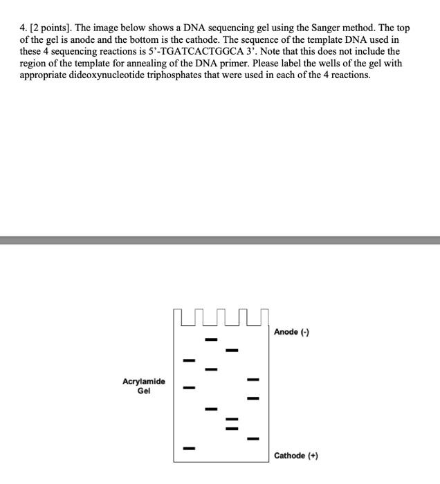 Solved 4. [2 points]. The image below shows a DNA sequencing | Chegg.com