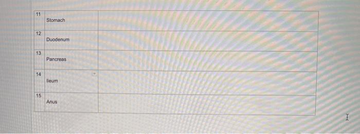 Solved 11 Stomach 12 Duodenum 13 Pancreas 14 leum 15 Anus | Chegg.com