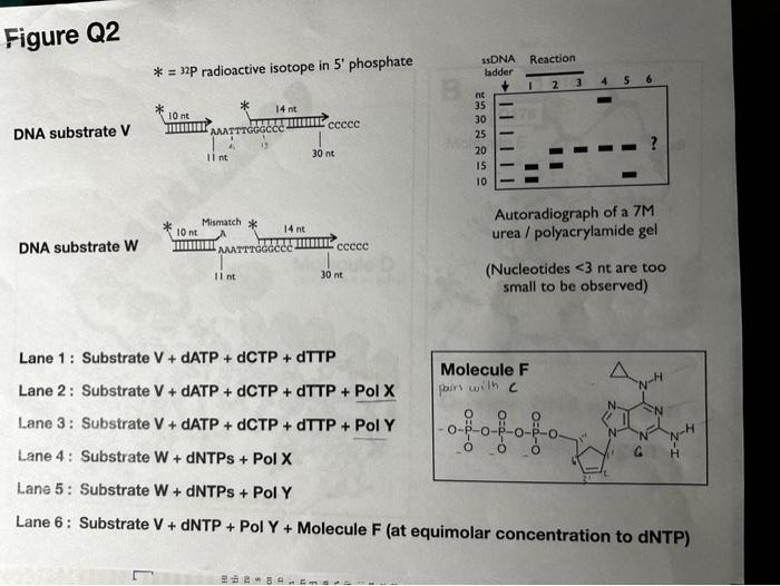 Solved Figure Q2 ∗=32 P radioactive isotope in 5′ phosphate | Chegg.com