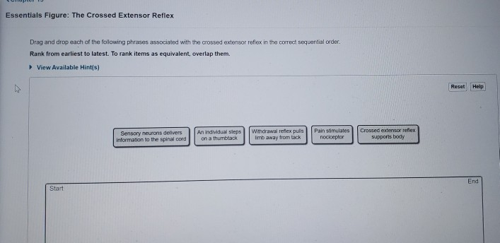 Solved Essentials Figure: The Crossed Extensor Reflex Drag | Chegg.com