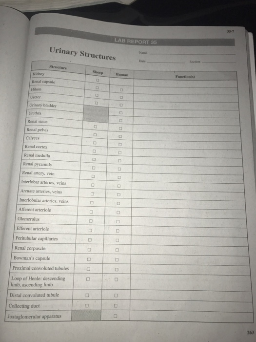 Solved LAB REPORT 35 Urinary Structures Structure Kidney | Chegg.com