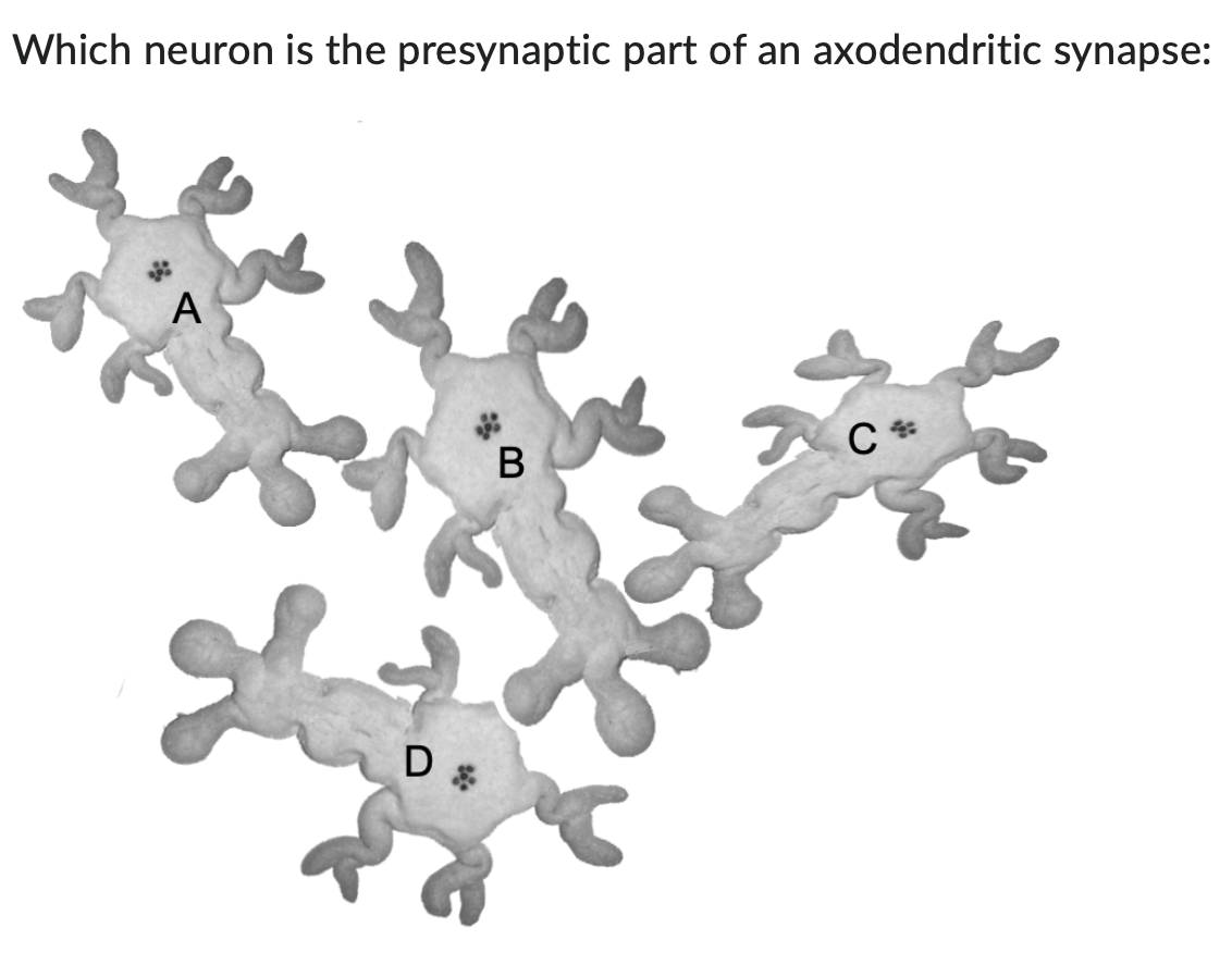 Solved Which neuron is the presynaptic part of an | Chegg.com