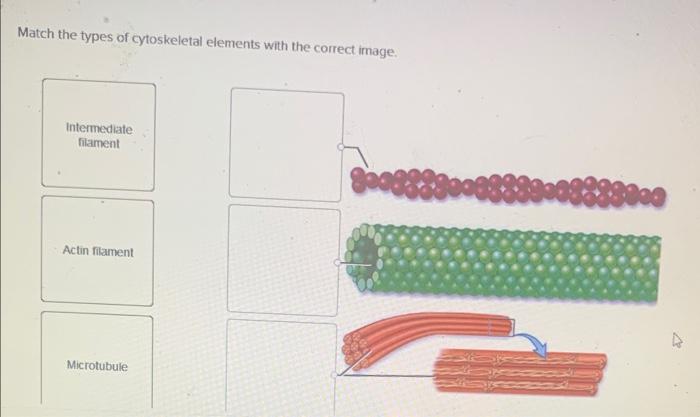 [solved] Match The Types Of Cytoskeletal Elements With The