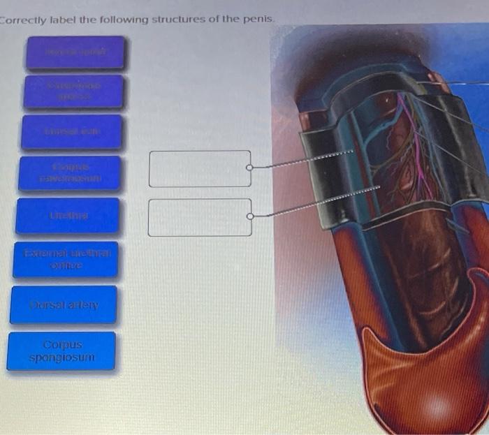 Solved Correctly label the following structures of the penis | Chegg.com