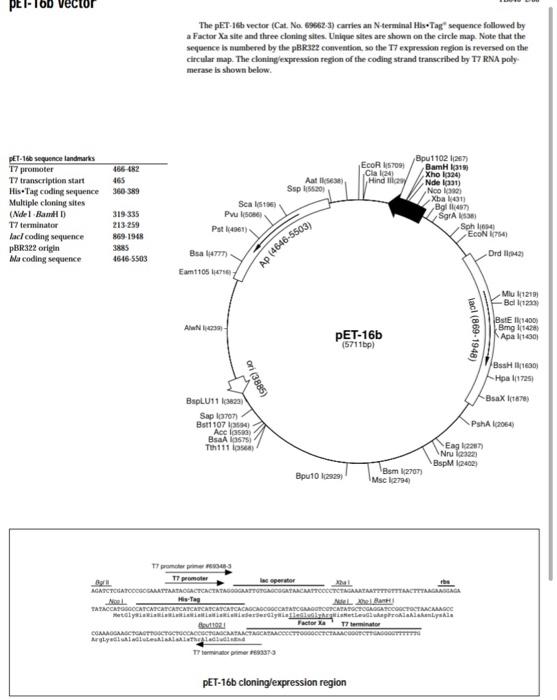 6. Look at the plasmid map for pET16 b posted on | Chegg.com