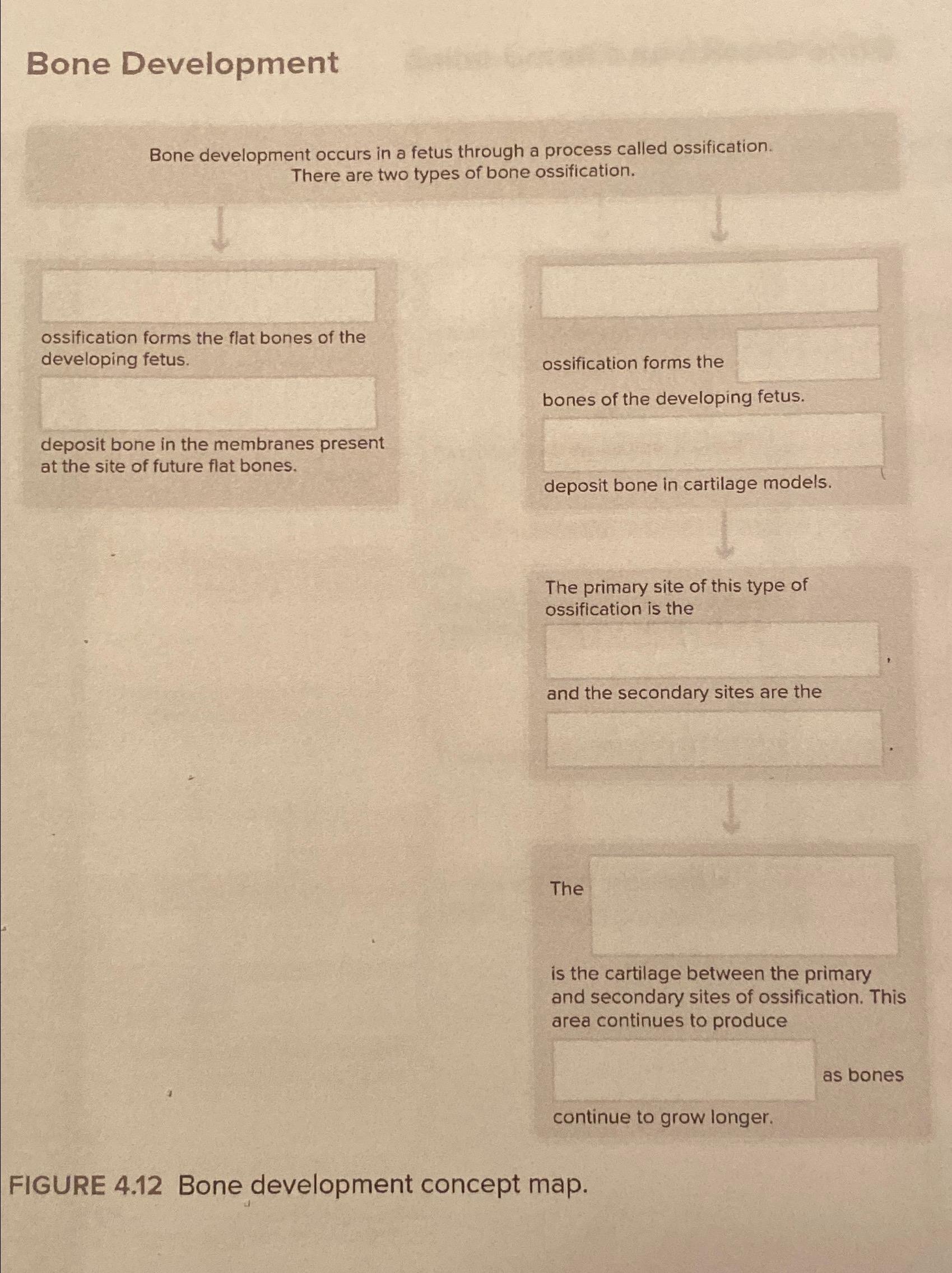 Solved Bone DevelopmentBone development occurs in a fetus | Chegg.com
