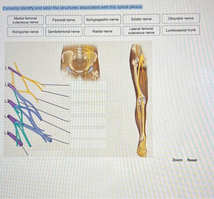 Solved Correctly identify and label the structures | Chegg.com