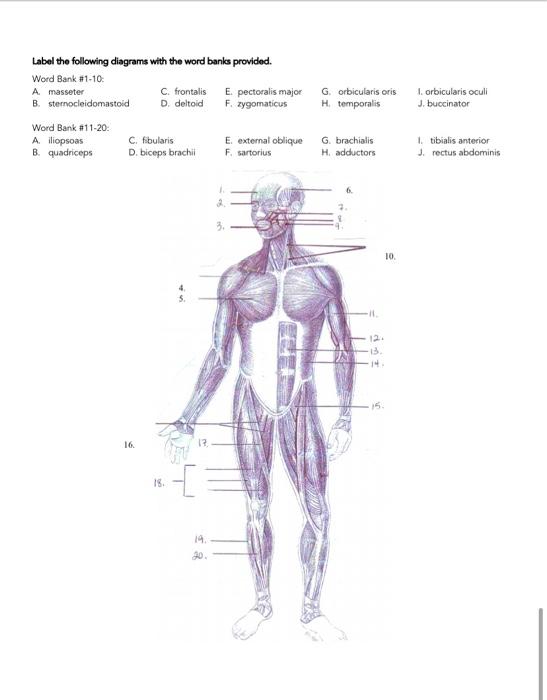 Solved Label the following diagrams with the word banks | Chegg.com