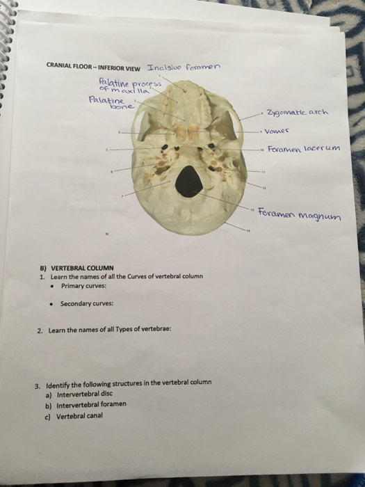 Solved U23EEEEE CRANIAL FLOOR - INFERIOR VIEW Incisive | Chegg.com