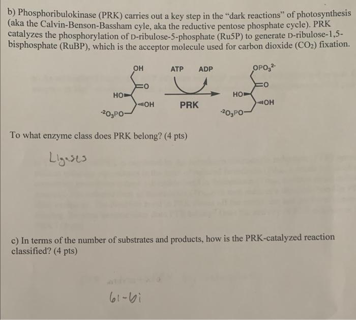 Solved b) Phosphoribulokinase (PRK) carries out a key step | Chegg.com