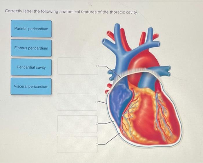 Solved Correctly label the following anatomical features of | Chegg.com