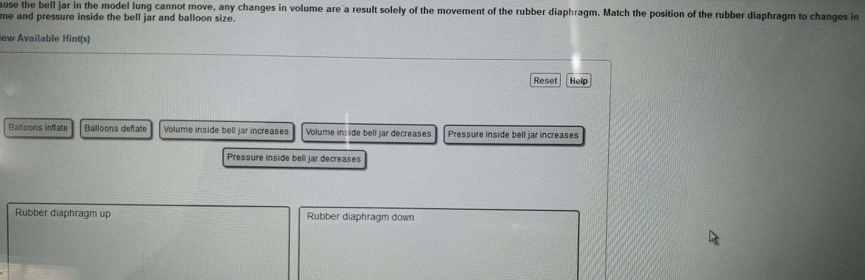 Solved ause the bell jar in the model lung cannot move, any | Chegg.com