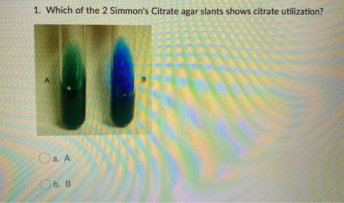 Solved 1. Which of the 2 Simmon's Citrate agar slants shows | Chegg.com