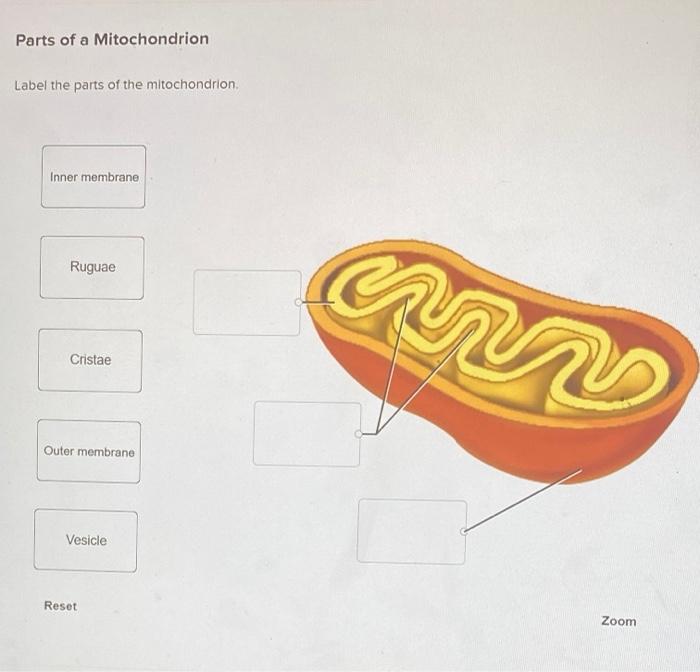 Solved Parts of a Mitochondrion Label the parts of the | Chegg.com