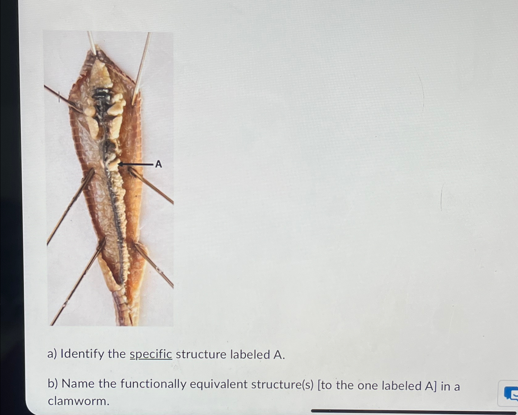 Solved a) ﻿Identify the specific structure labeled A on the | Chegg.com