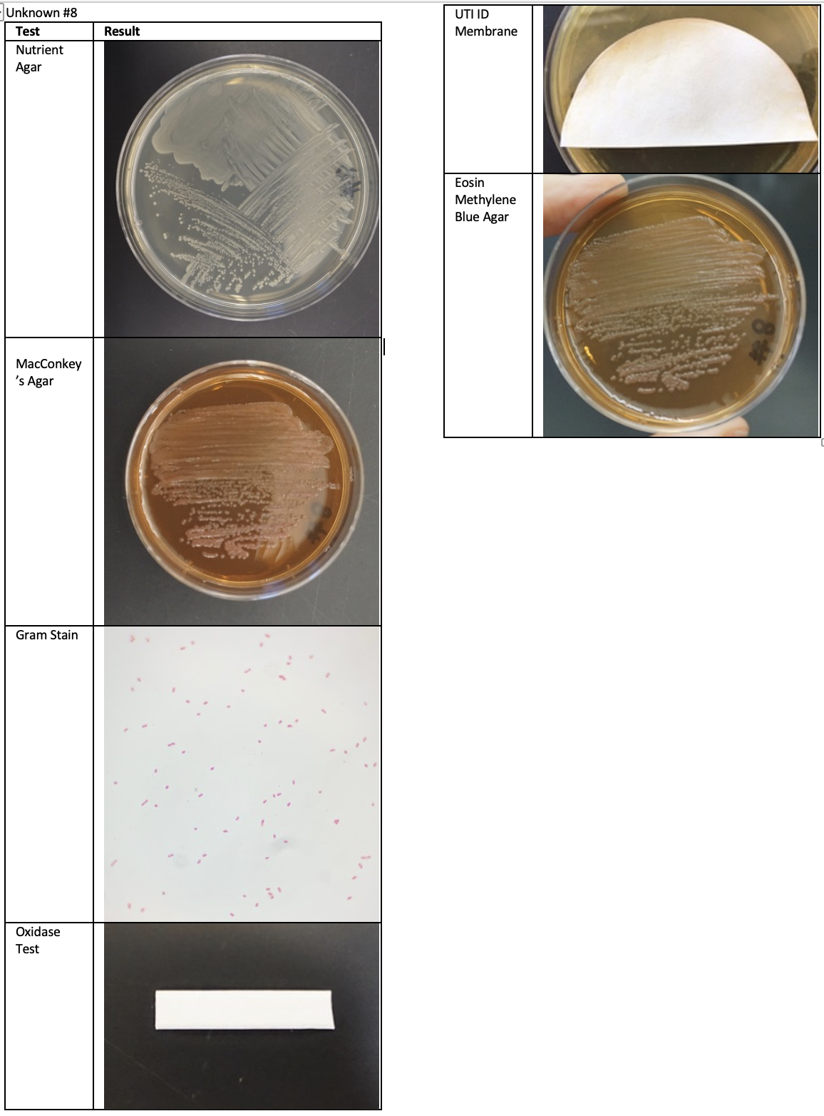 Using the attached document, identify the unknown. | Chegg.com
