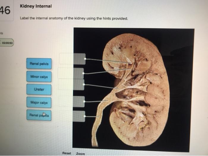 Solved Kidney Internal 46 Label the internal anatomy of the | Chegg.com