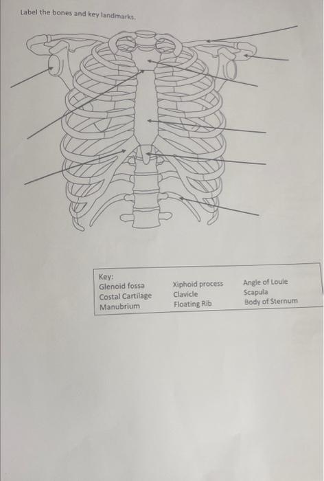 Solved Label the bones and key landmarks. Key | Chegg.com