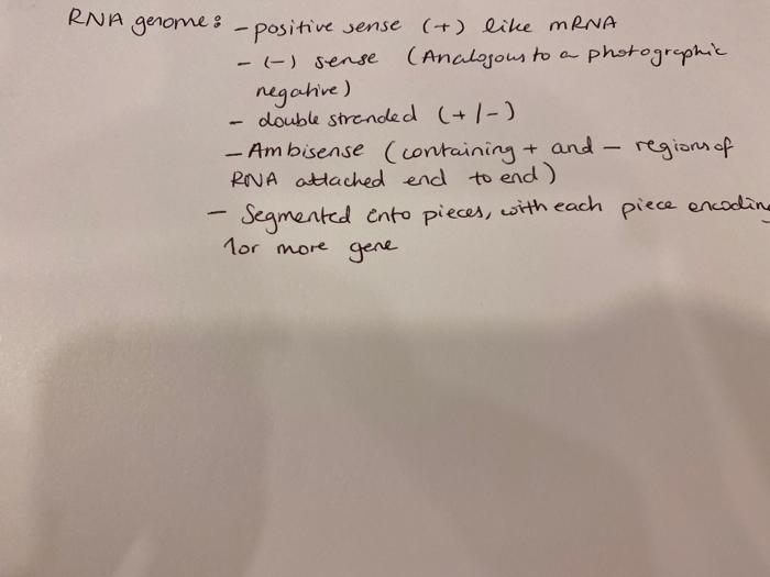 Solved RNA genome : -positive sense (+) like mRNA - (-) | Chegg.com