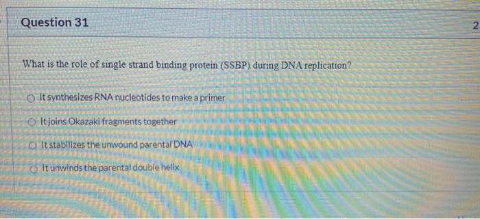 Solved Question 31 2 What is the role of single strand | Chegg.com