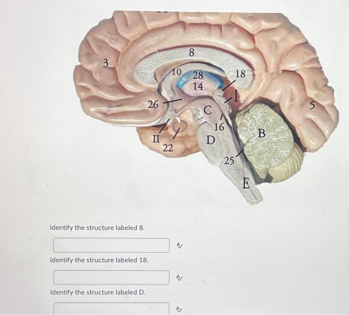 Solved Identify the structure labeled 8 . Identify the | Chegg.com