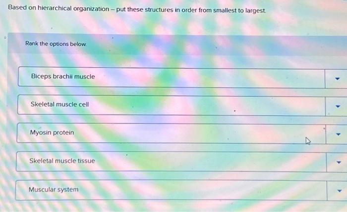 Solved Based on hierarchical organization - put these | Chegg.com