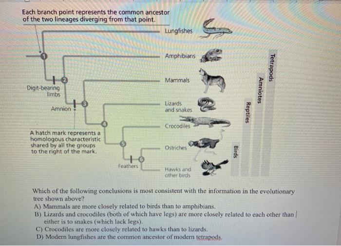 Solved Each branch point represents the common ancestor of | Chegg.com
