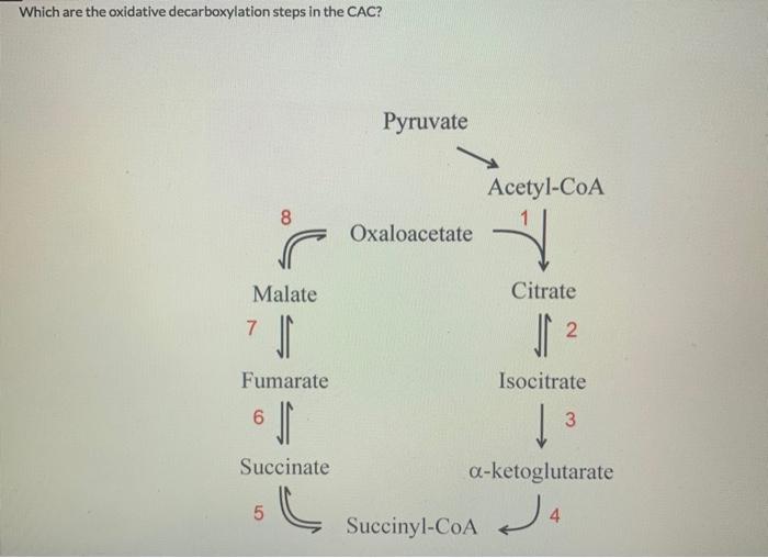 Solved Which are the oxidative decarboxylation steps in the | Chegg.com