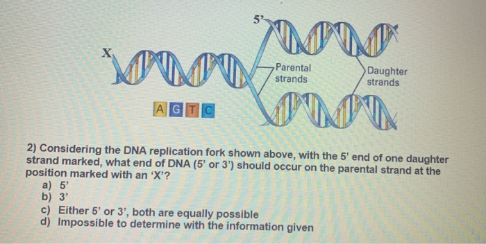 Solved SO MMD WON Parental strands Daughter strands 2) | Chegg.com