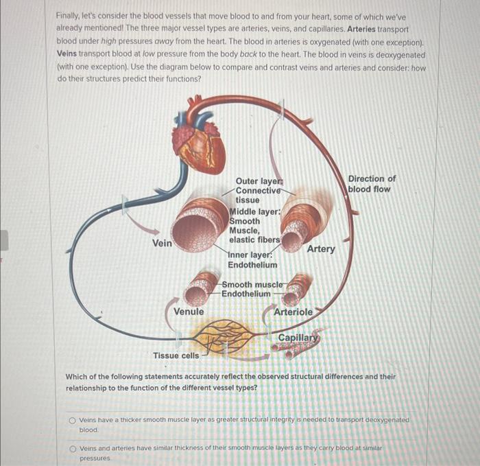 Solved Finally, let's consider the blood vessels that move | Chegg.com