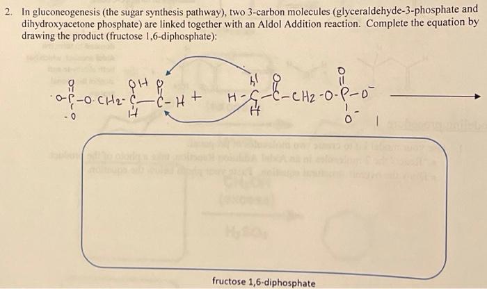Solved 2. In gluconeogenesis (the sugar synthesis pathway), | Chegg.com