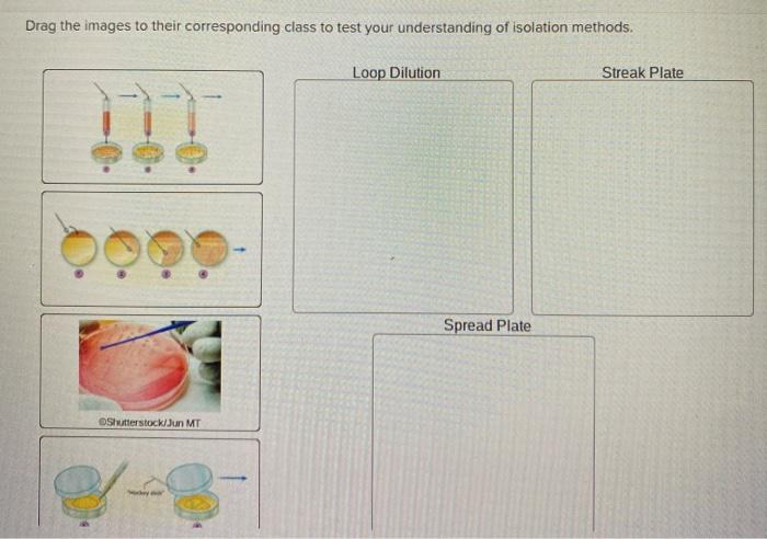 Solved Drag the images to their corresponding class to test | Chegg.com