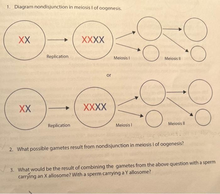 Solved 1. Diagram nondisjunction in meiosis I of oogenesis. | Chegg.com