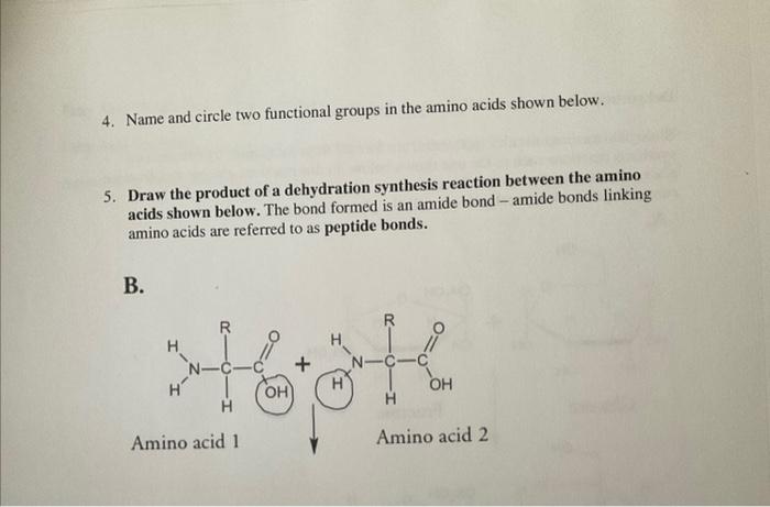 Solved 4. Name and circle two functional groups in the amino | Chegg.com