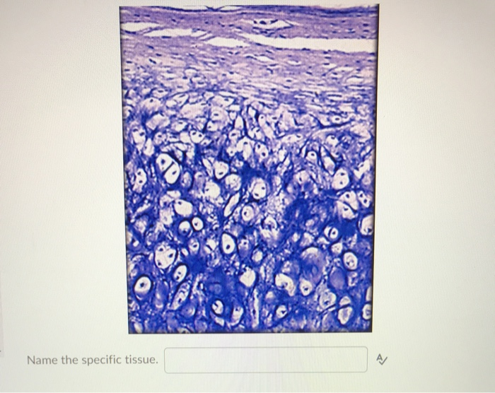 Solved Name the specific tissue. A/ Name the specific | Chegg.com