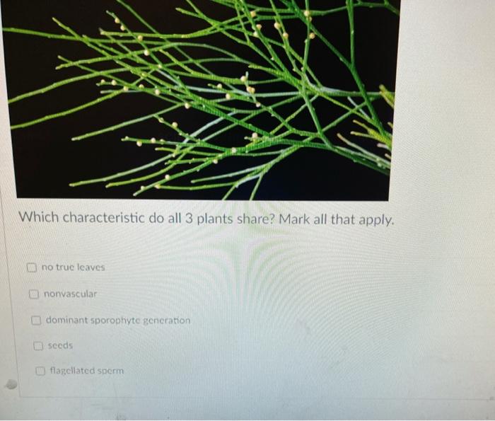 Solved What type of fruit is shown? dehiscent indehiscent | Chegg.com