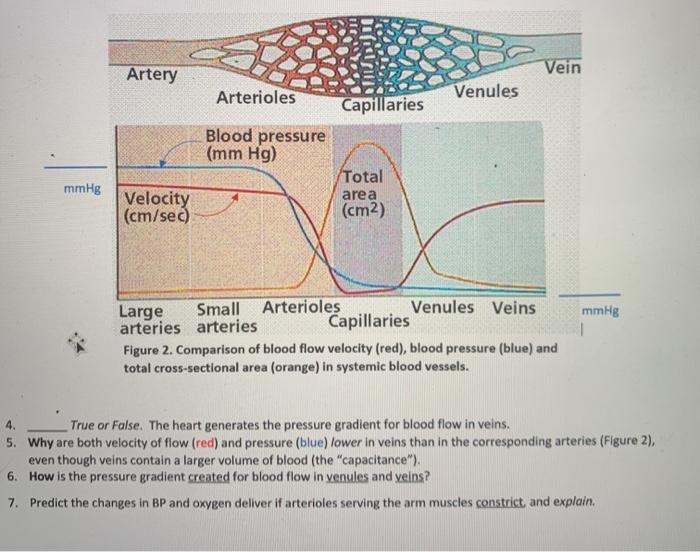 Solved Vein Venules Artery Arterioles Capillaries Blood | Chegg.com