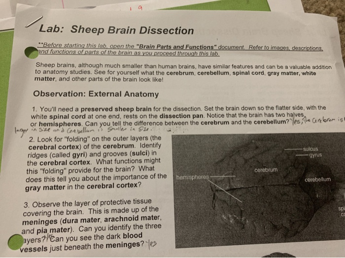 Lab: Sheep Brain Dissection **Before starting this | Chegg.com
