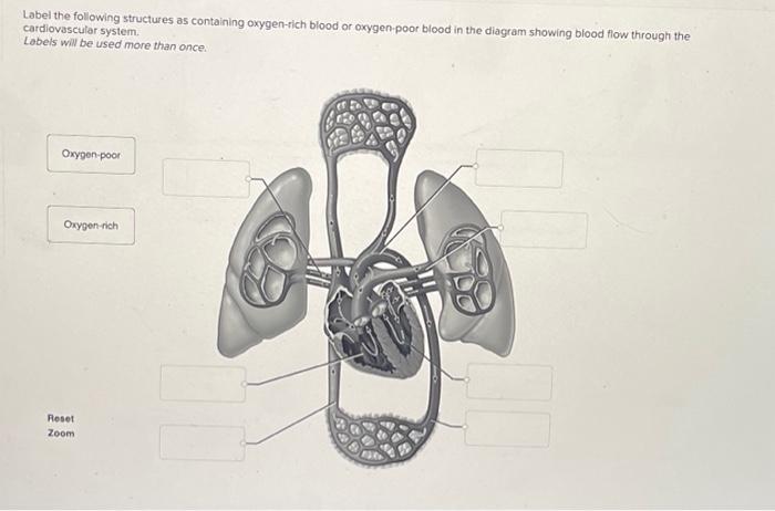Solved Label the following structures as containing | Chegg.com