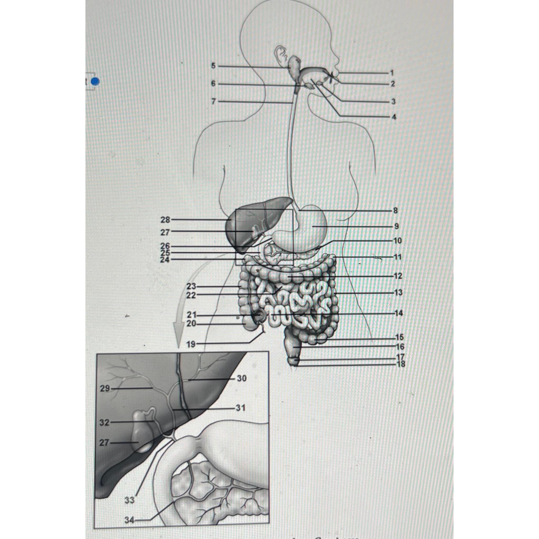Solved Can you label this digestive system? | Chegg.com