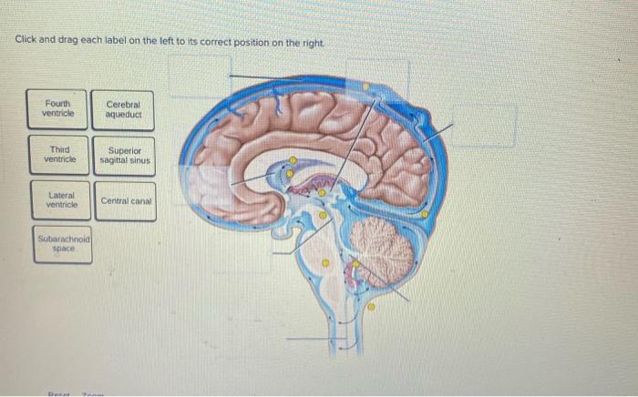 Solved Click and drag each label on the left to its correct | Chegg.com
