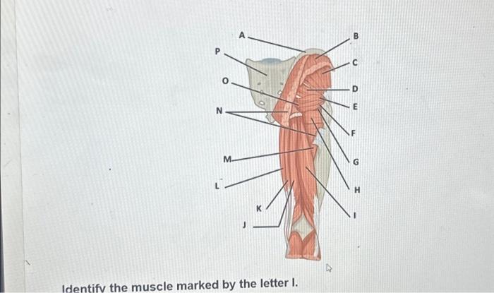 Solved Identify the muscle marked by the letter G.Identify | Chegg.com