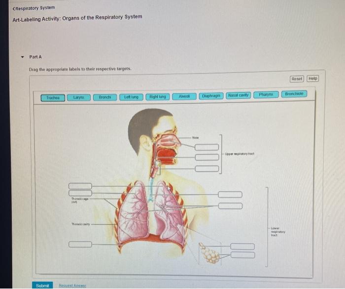 (Respiratory System Art-Labeling Activity: Organs of | Chegg.com