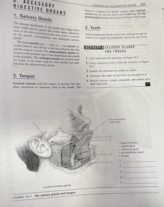Solved 1. Salivary Glands The mucous memberanes of the mouth | Chegg.com