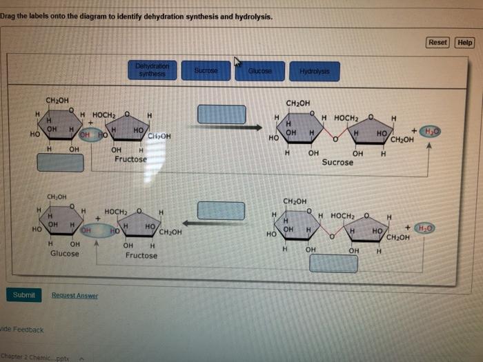 Solved Drag the labels onto the diagram to identify | Chegg.com